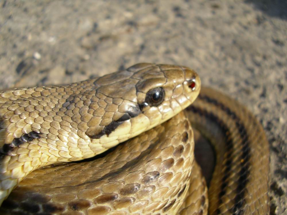 Cervoni , Natura Mediterraneo | Forum Naturalistico