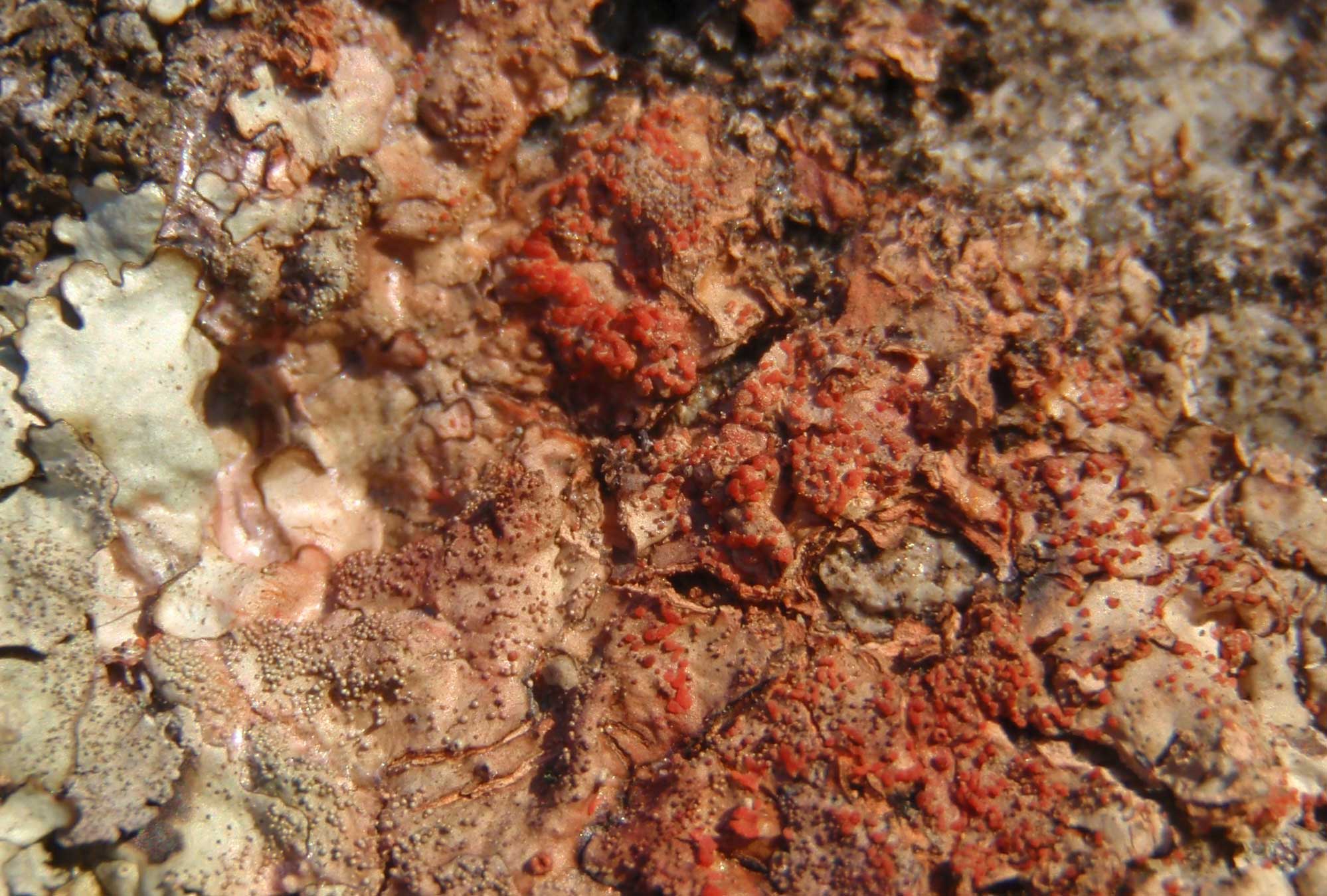 Fungo lichenicolo su Xanthoparmelia tinctina? , Natura Mediterraneo ...