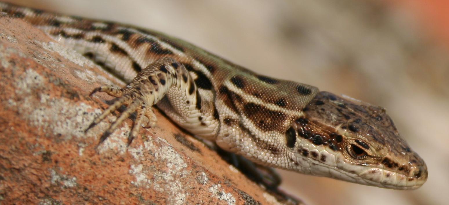 Lucertole 1. , Natura Mediterraneo | Forum Naturalistico