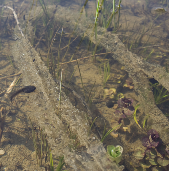 Uova di...? rospo , Natura Mediterraneo | Forum Naturalistico