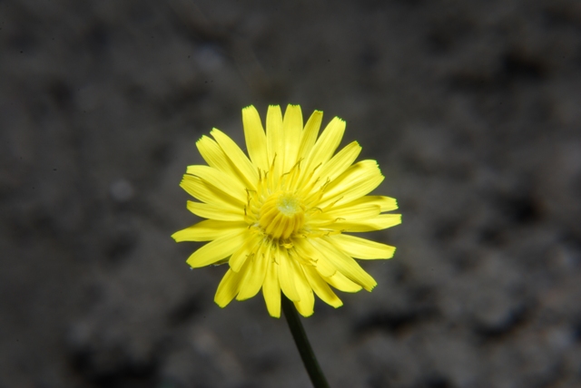 Crepis sancta subsp. nemausensis , Natura Mediterraneo | Forum ...