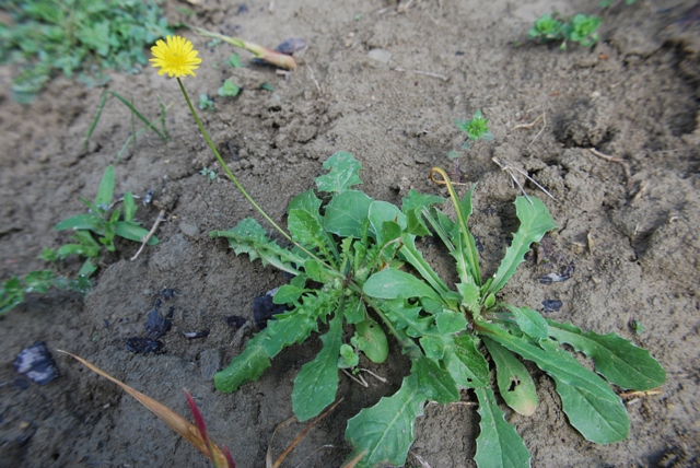 Crepis sancta subsp. nemausensis , Natura Mediterraneo | Forum ...