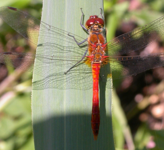 Sympetrum sanguineum ? , Natura Mediterraneo | Forum Naturalistico
