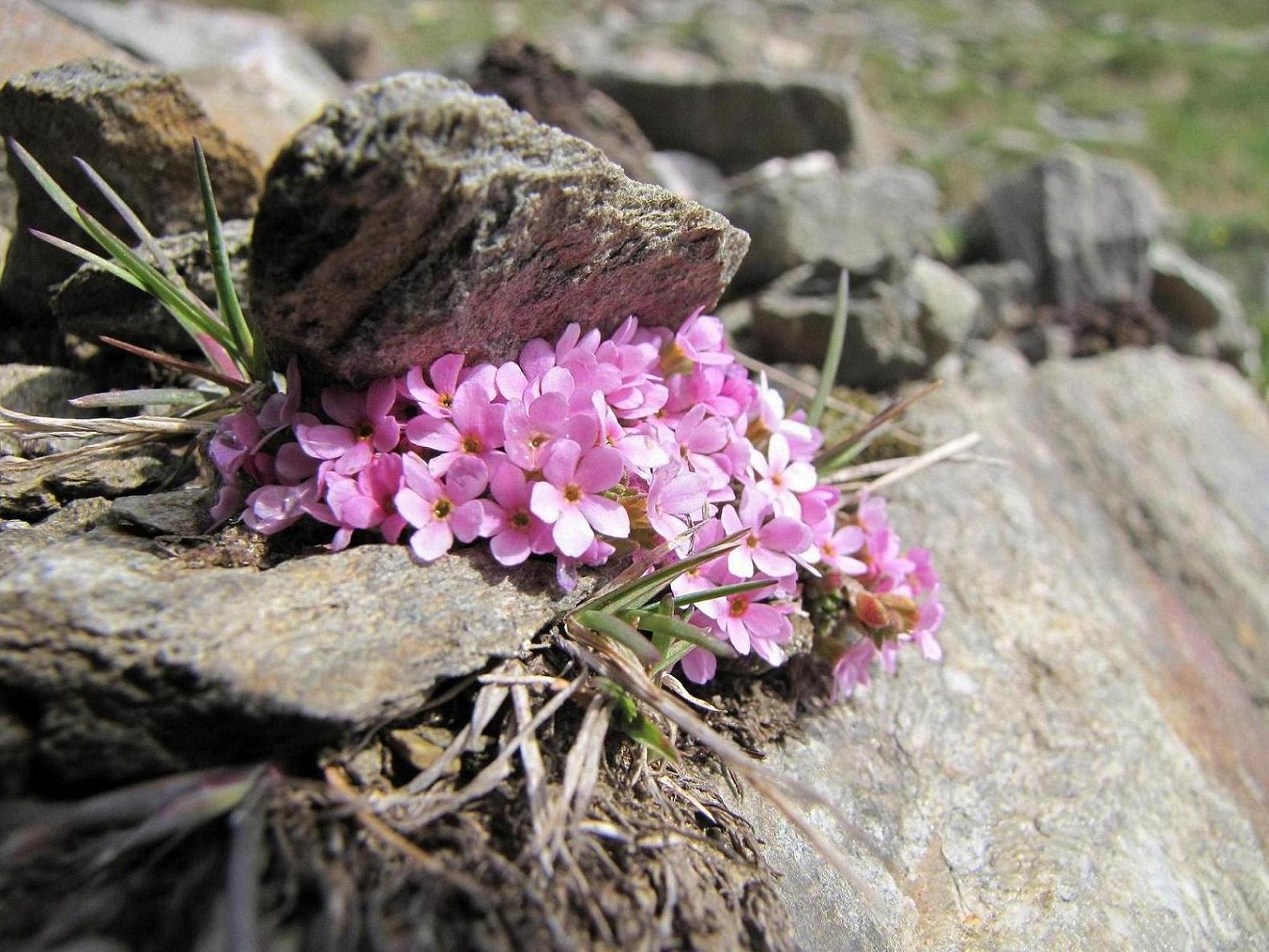 Androsace alpina , Natura Mediterraneo | Forum Naturalistico