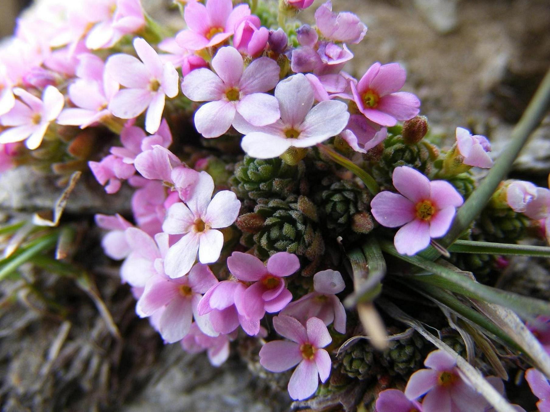 Androsace alpina , Natura Mediterraneo | Forum Naturalistico