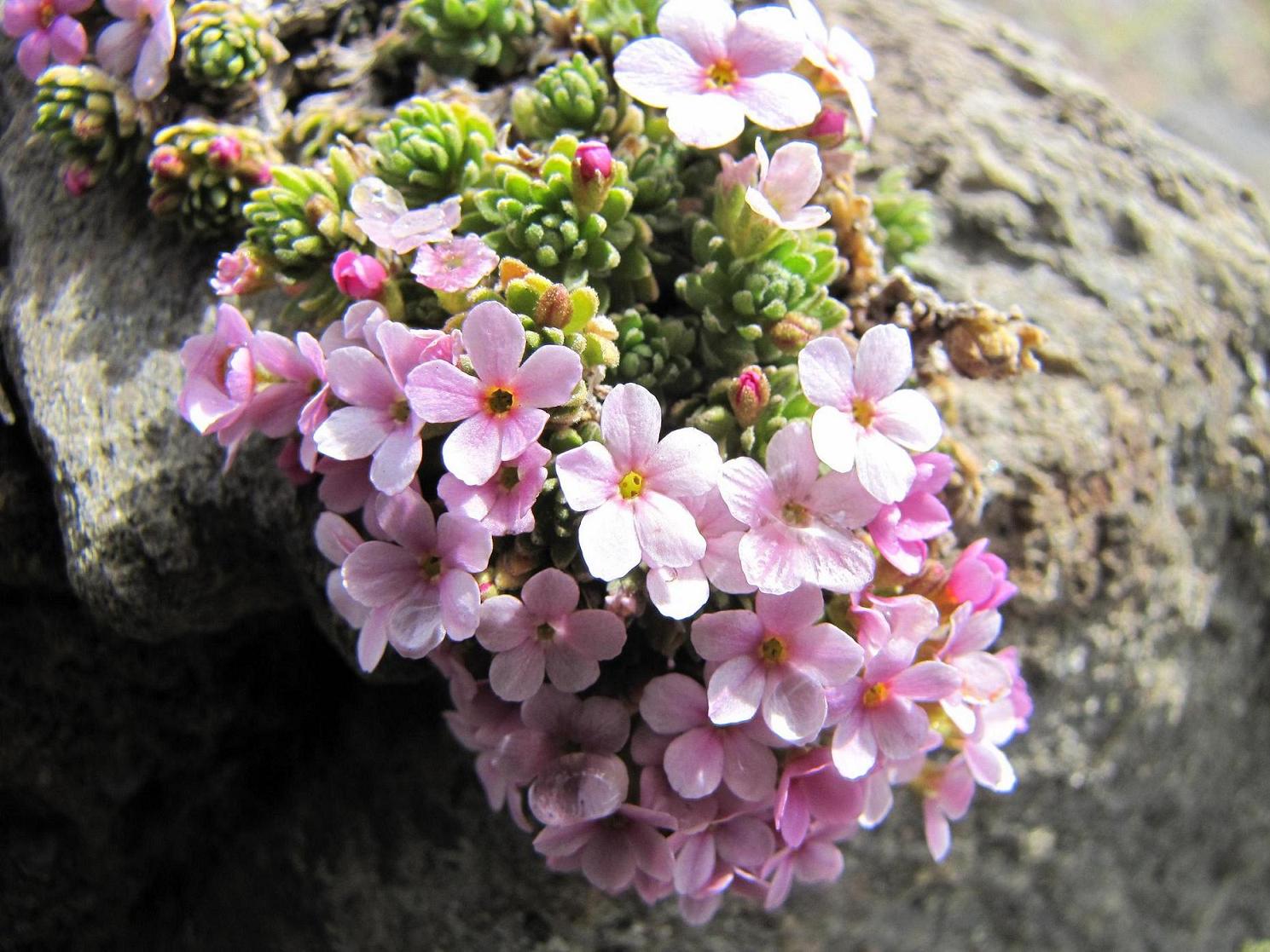 Androsace alpina , Natura Mediterraneo | Forum Naturalistico