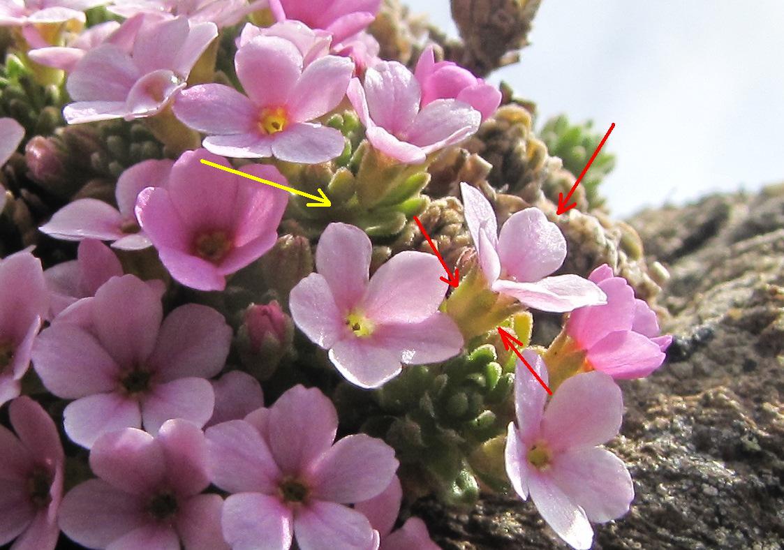 Androsace alpina , Natura Mediterraneo | Forum Naturalistico