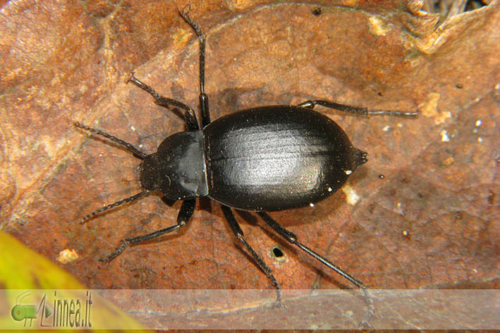 Blaps lombarde , Natura Mediterraneo | Forum Naturalistico