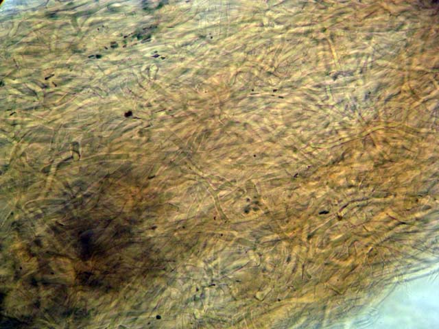 Agaricus da determinare , Natura Mediterraneo | Forum Naturalistico