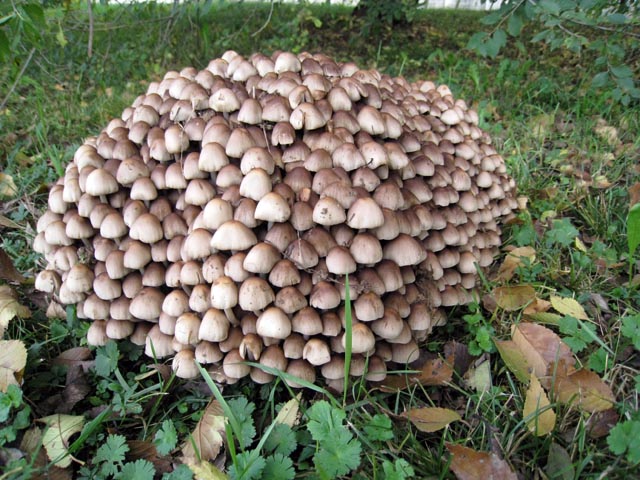 Psathyrella multipedata , Natura Mediterraneo | Forum Naturalistico
