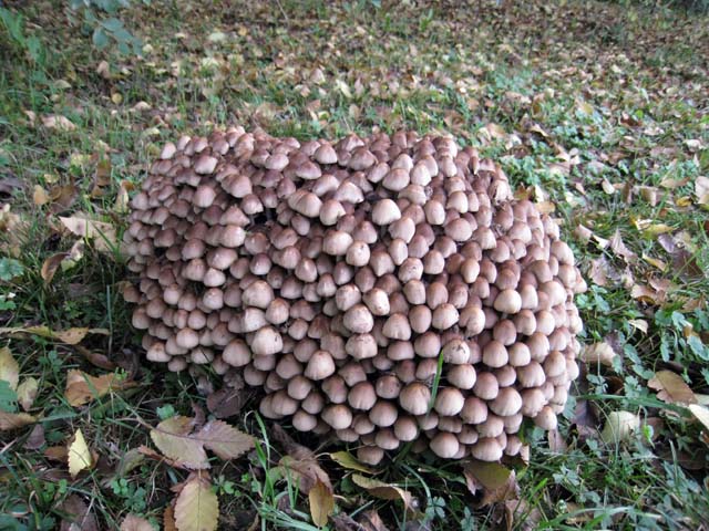 Psathyrella multipedata , Natura Mediterraneo | Forum Naturalistico