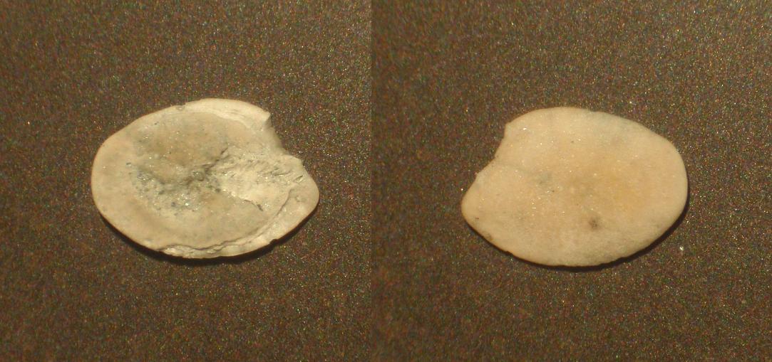 Otoliti di pesci pliocenici piemontesi , Natura Mediterraneo | Forum ...