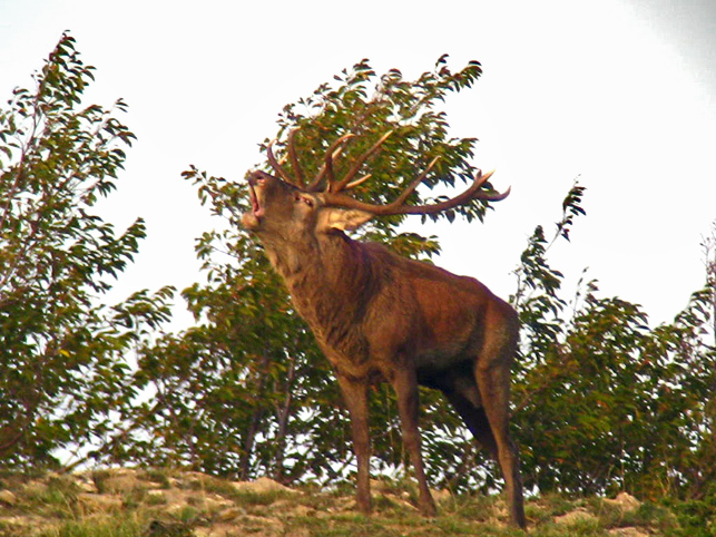 Strategie riproduttive del cervo (Cervus elaphus) , Natura Mediterraneo ...
