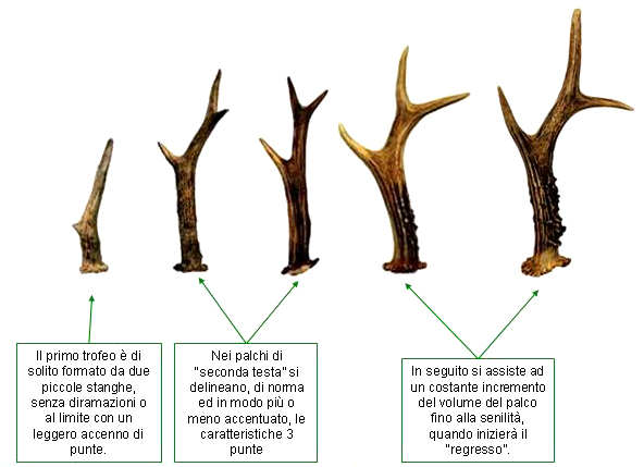 CERVIDI , Natura Mediterraneo | Forum Naturalistico
