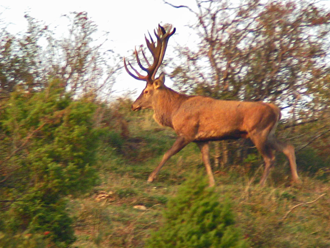 Strategie riproduttive del cervo (Cervus elaphus) , Natura Mediterraneo ...
