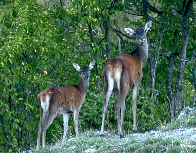 Strategie riproduttive del cervo (Cervus elaphus) , Natura Mediterraneo ...