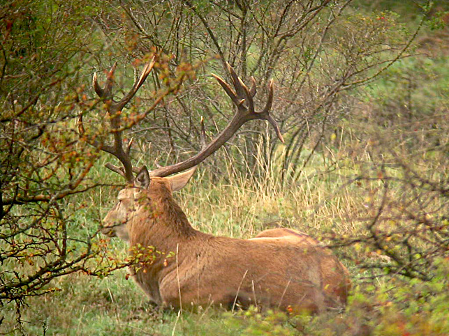 Strategie riproduttive del cervo (Cervus elaphus) , Natura Mediterraneo ...