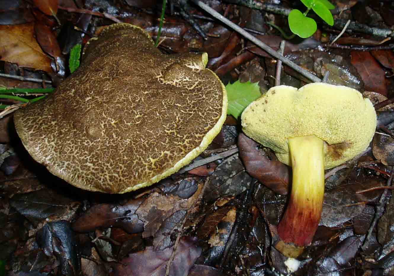 Xerocomus? , Natura Mediterraneo | Forum Naturalistico