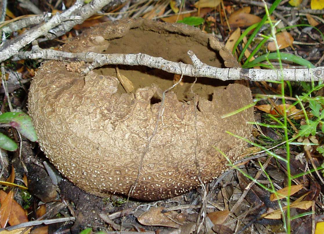 vecchia vescia , Natura Mediterraneo | Forum Naturalistico
