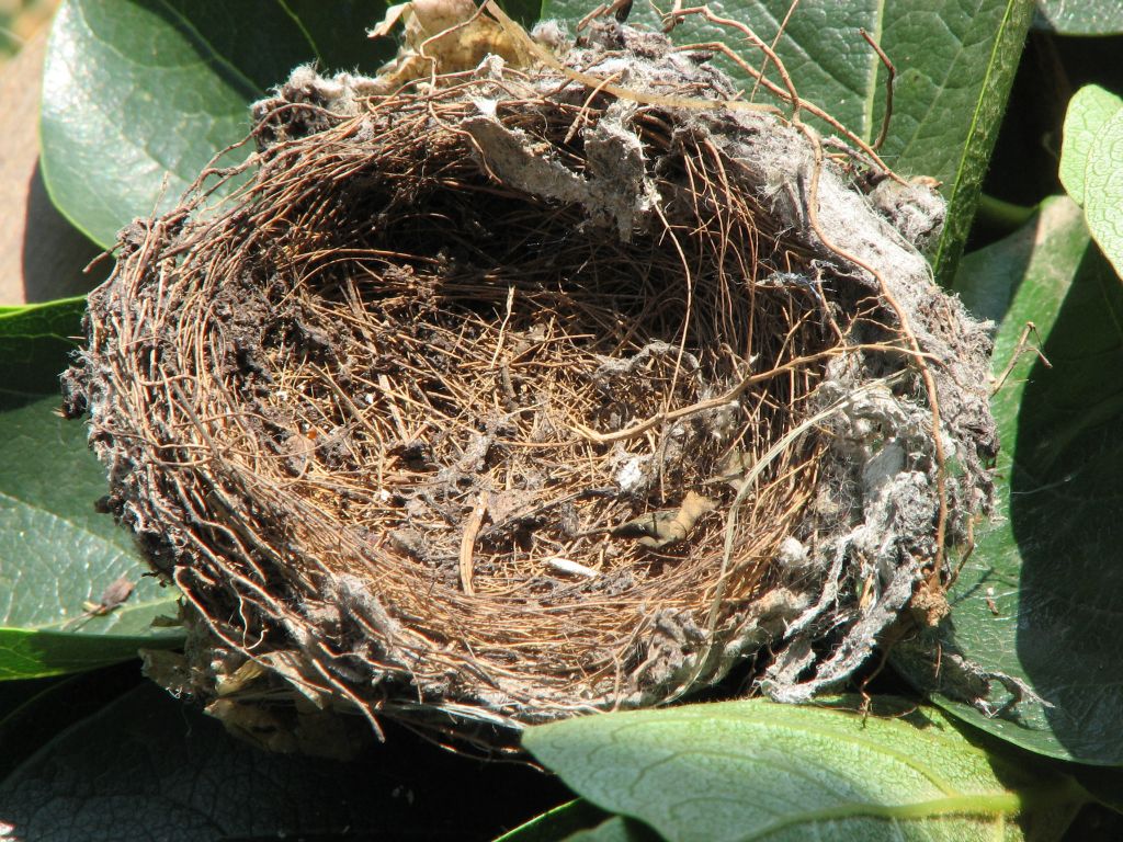 NIDI:Un archivio per le strutture nido delle specie d'Italia , Natura ...