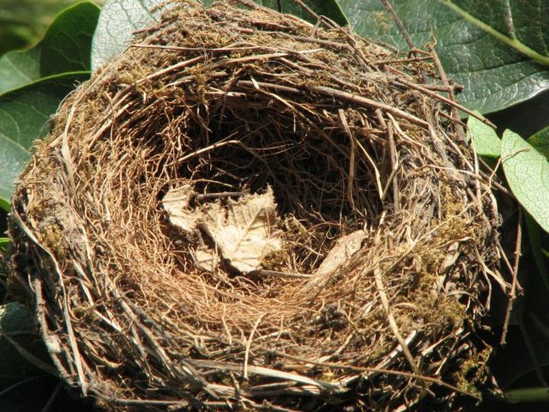 NIDI:Un archivio per le strutture nido delle specie d'Italia , Natura ...