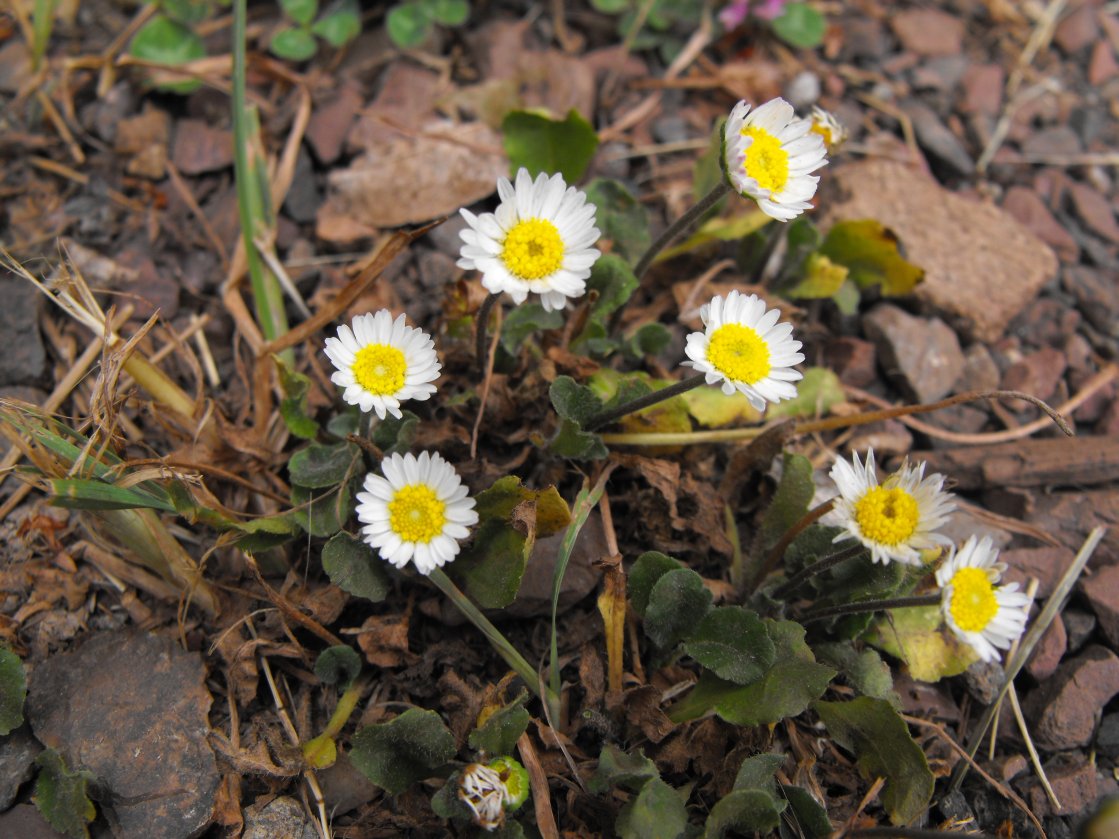 Piccola margheritina da identificare - Bellis sp. , Natura Mediterraneo ...