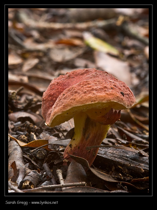 Xerocomus sp? , Natura Mediterraneo | Forum Naturalistico