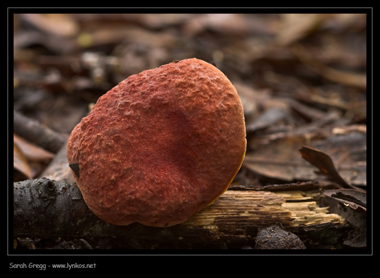 Xerocomus sp? , Natura Mediterraneo | Forum Naturalistico