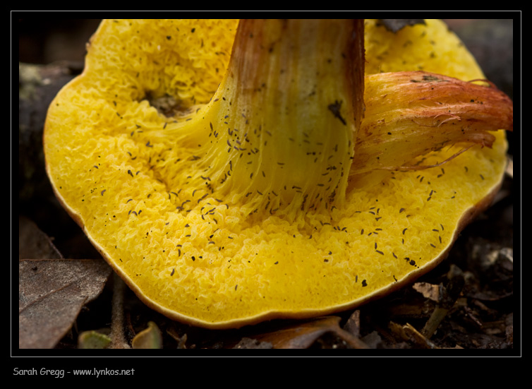 Xerocomus sp? , Natura Mediterraneo | Forum Naturalistico