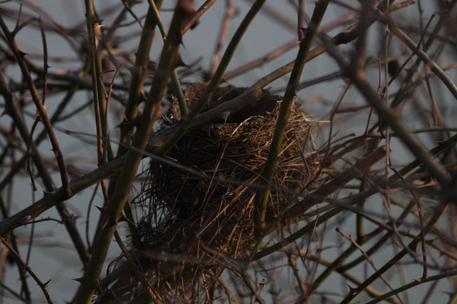 NIDI:Un archivio per le strutture nido delle specie d'Italia , Natura ...