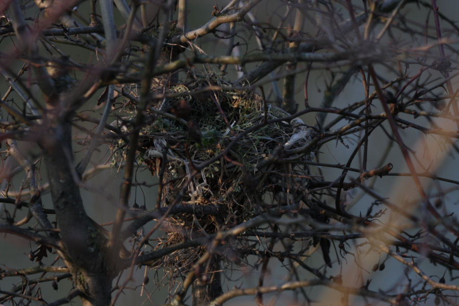 NIDI:Un archivio per le strutture nido delle specie d'Italia , Natura ...