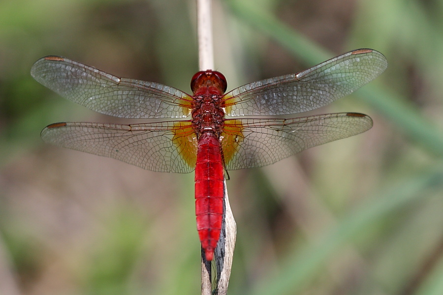 Libellula rossa , Natura Mediterraneo | Forum Naturalistico