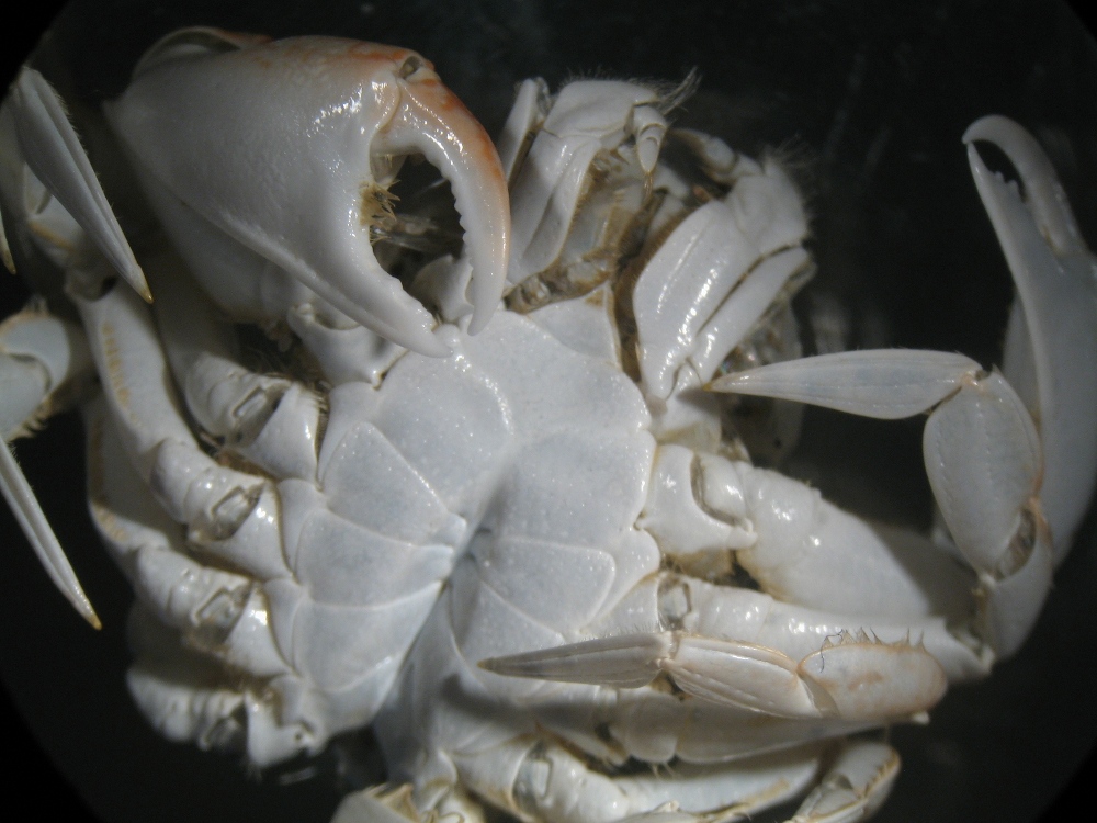 Portumnus latipes , Natura Mediterraneo | Forum Naturalistico