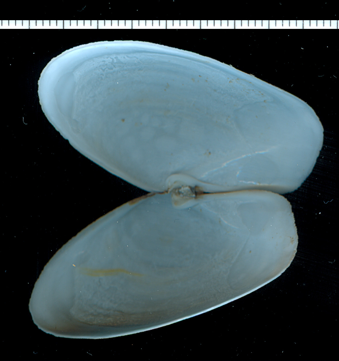 thracia papyracea , Natura Mediterraneo | Forum Naturalistico