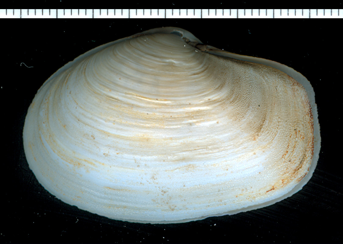 thracia papyracea , Natura Mediterraneo | Forum Naturalistico