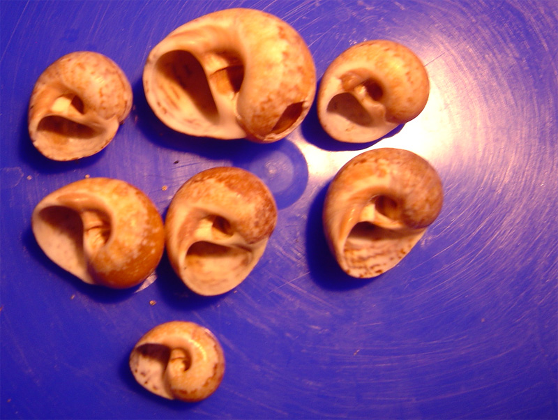 natica intricata?? , Natura Mediterraneo | Forum Naturalistico