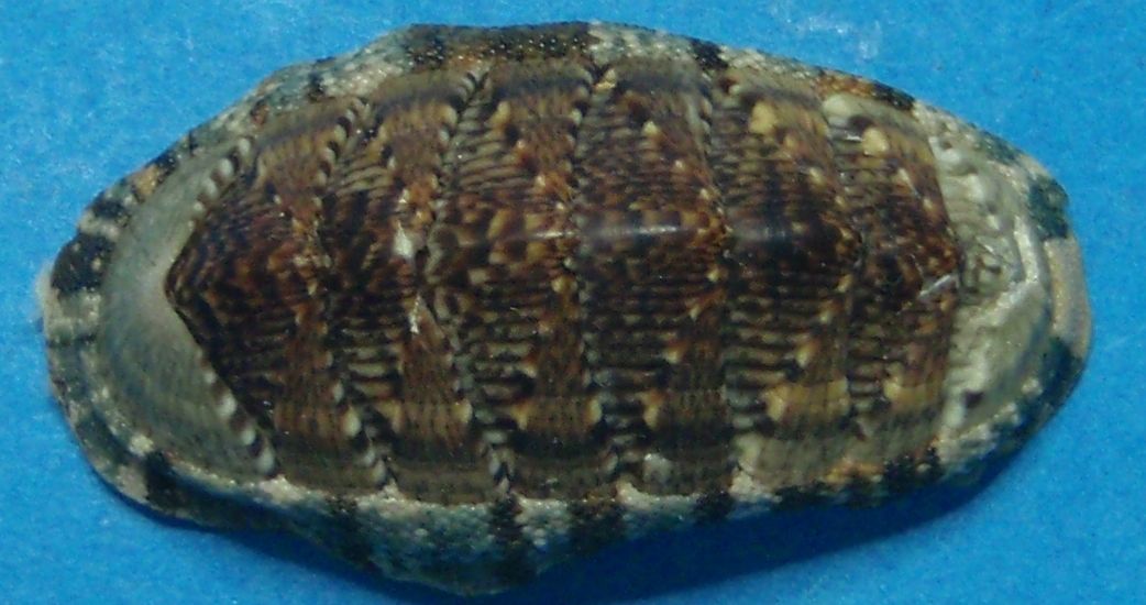 Chitones? , Natura Mediterraneo | Forum Naturalistico