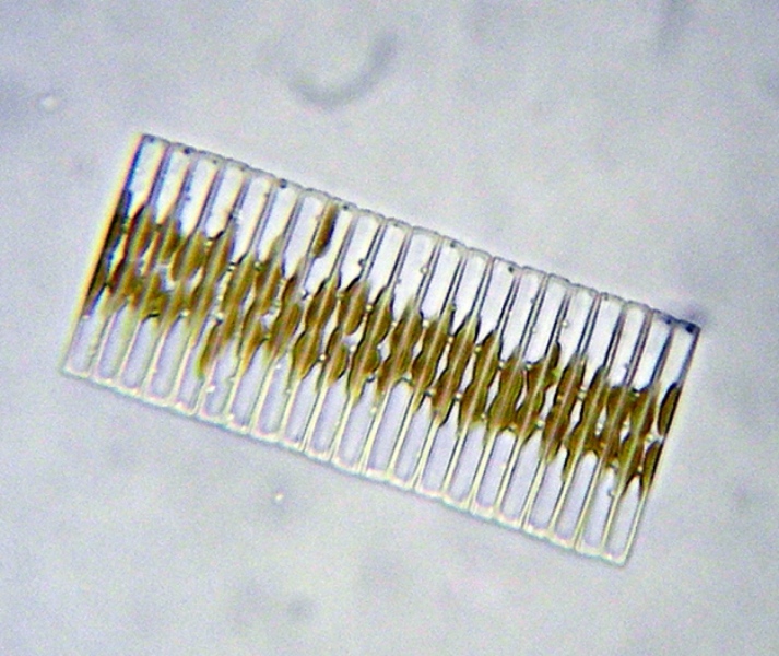 2 diatomee della solita fontana e altro ancora.... , Natura ...