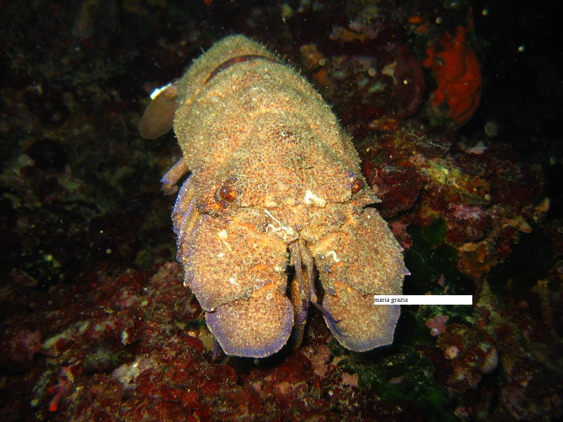 Scyllarides latus e Scyllarus pygmaeus , Natura Mediterraneo | Forum ...