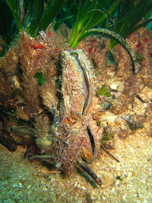 Pinna nobilis , Natura Mediterraneo | Forum Naturalistico