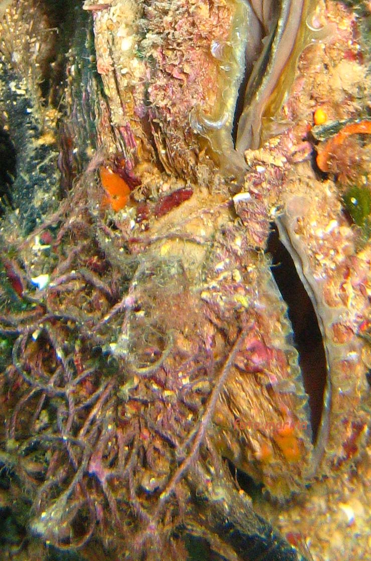 Pinna nobilis , Natura Mediterraneo | Forum Naturalistico