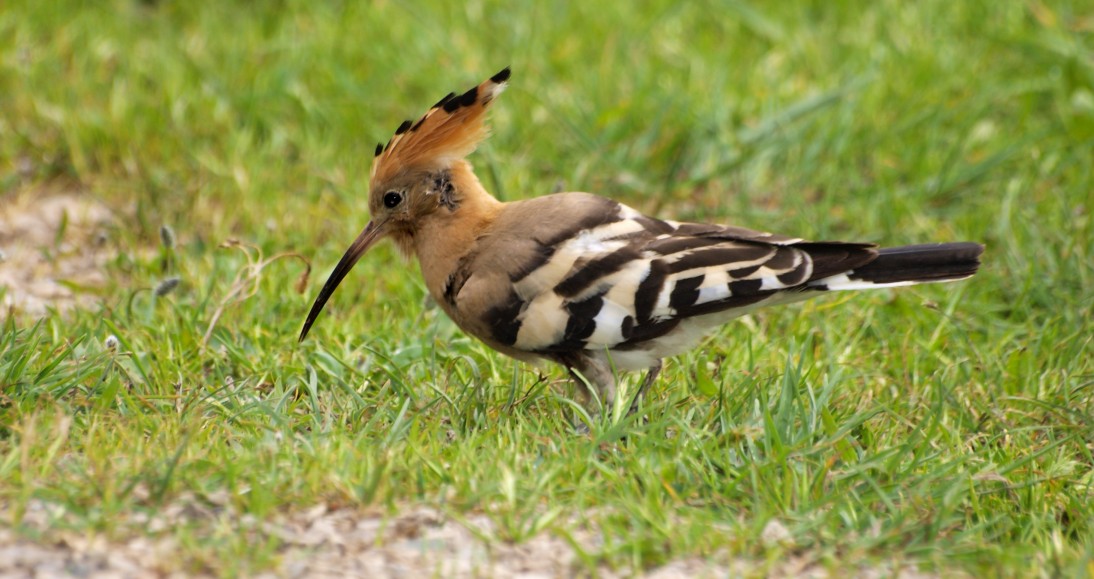 PULLO D'UPUPA , Natura Mediterraneo | Forum Naturalistico