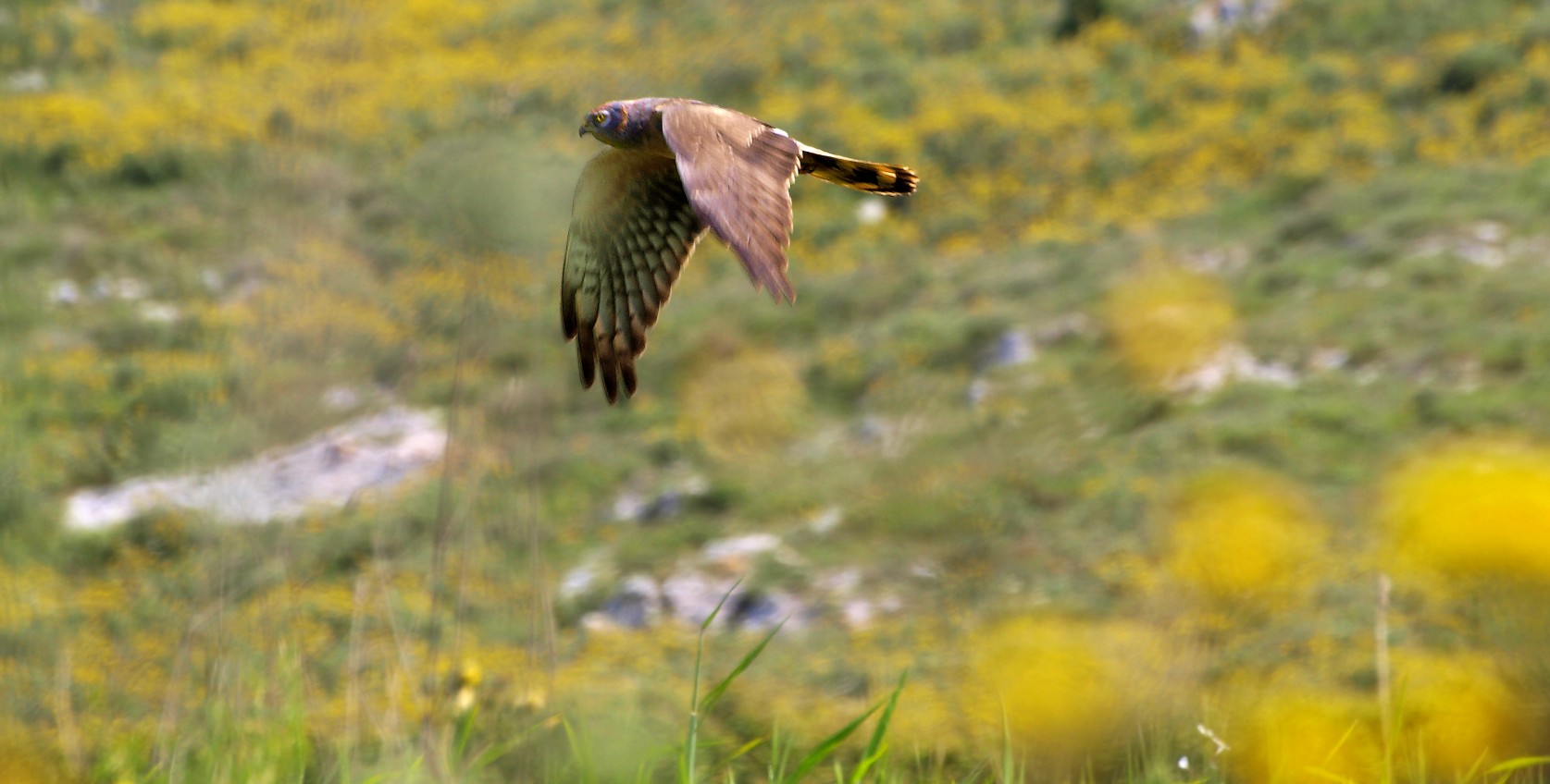 ALBANELLA MINORE ? , Natura Mediterraneo | Forum Naturalistico