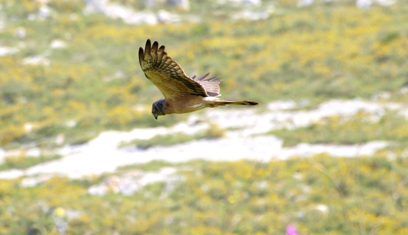 ALBANELLA MINORE ? , Natura Mediterraneo | Forum Naturalistico