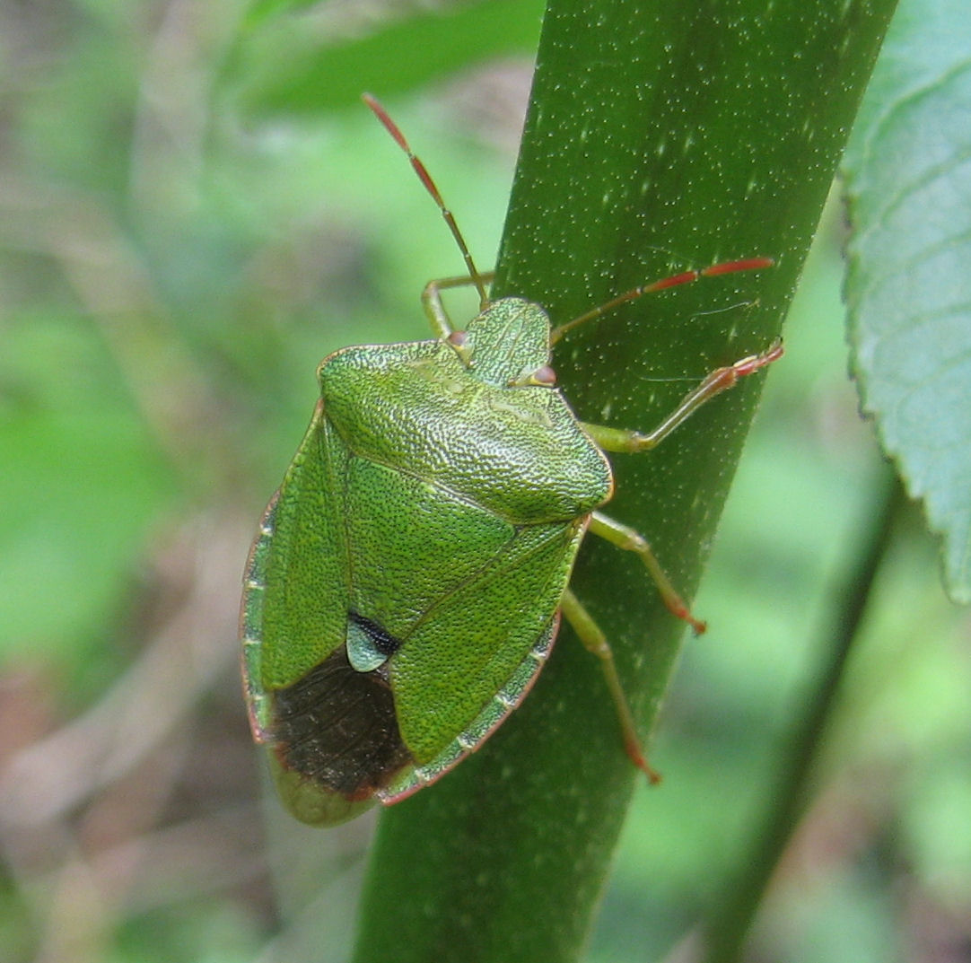 Heteroptera del "Sentiero del viandante" , Natura Mediterraneo | Forum ...