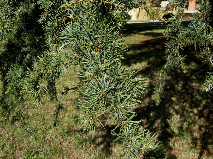 Mix foto Cedri , Natura Mediterraneo | Forum Naturalistico