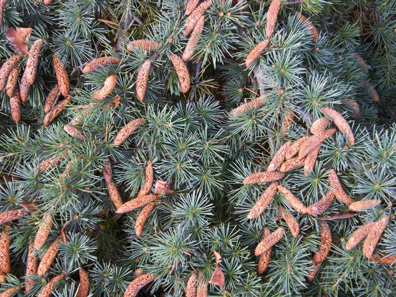 Mix foto Cedri , Natura Mediterraneo | Forum Naturalistico