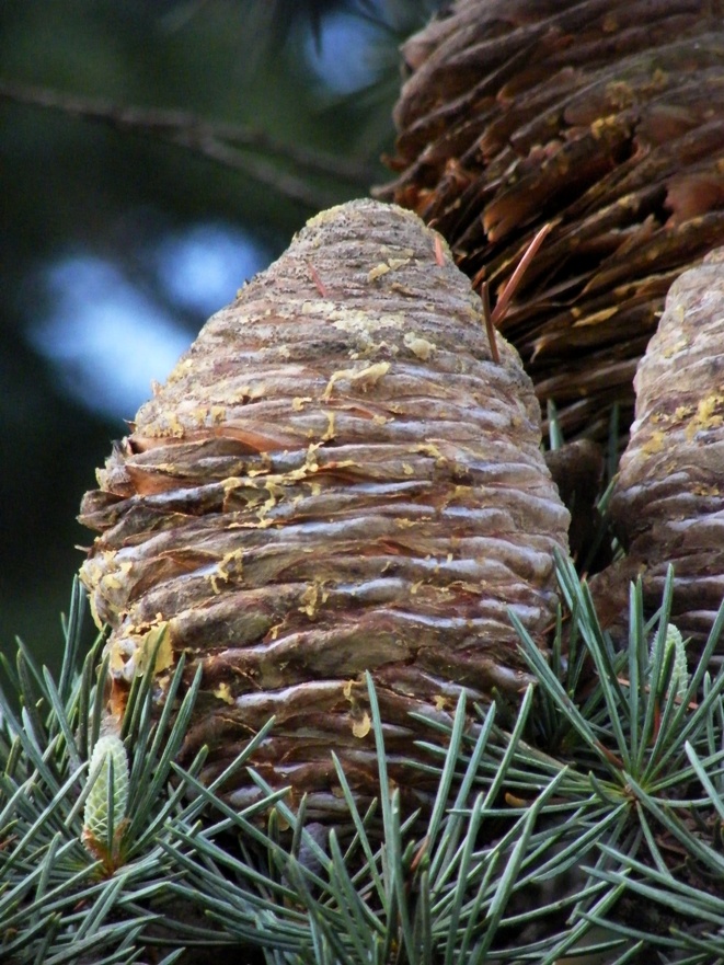 Mix foto Cedri , Natura Mediterraneo | Forum Naturalistico