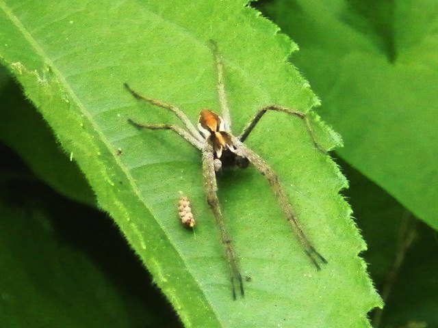 Pisaura sp/Xysticus sp/P. truncatus/N. adianta/A. diadematus , Natura ...