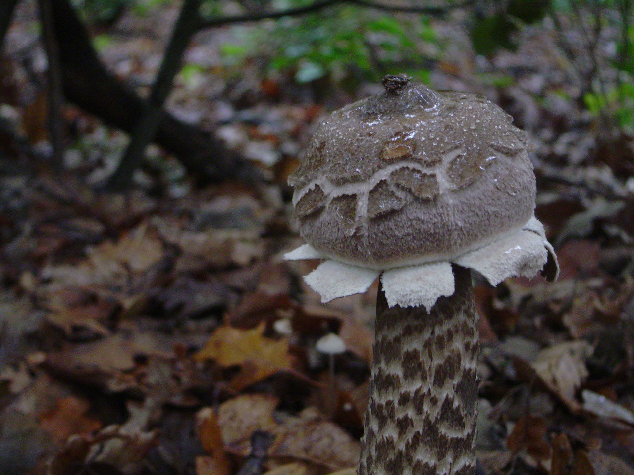 Macrolepiota procera , Natura Mediterraneo | Forum Naturalistico